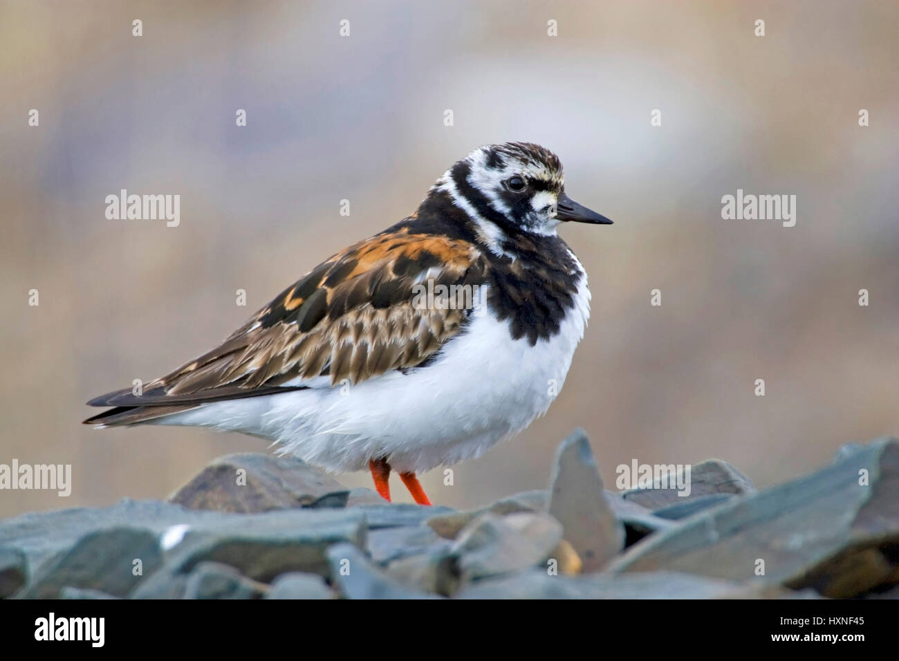 Stone huge tome, Ruddy Turnstone, Steinwaelzer | Ruddy Turnstone Stock ...