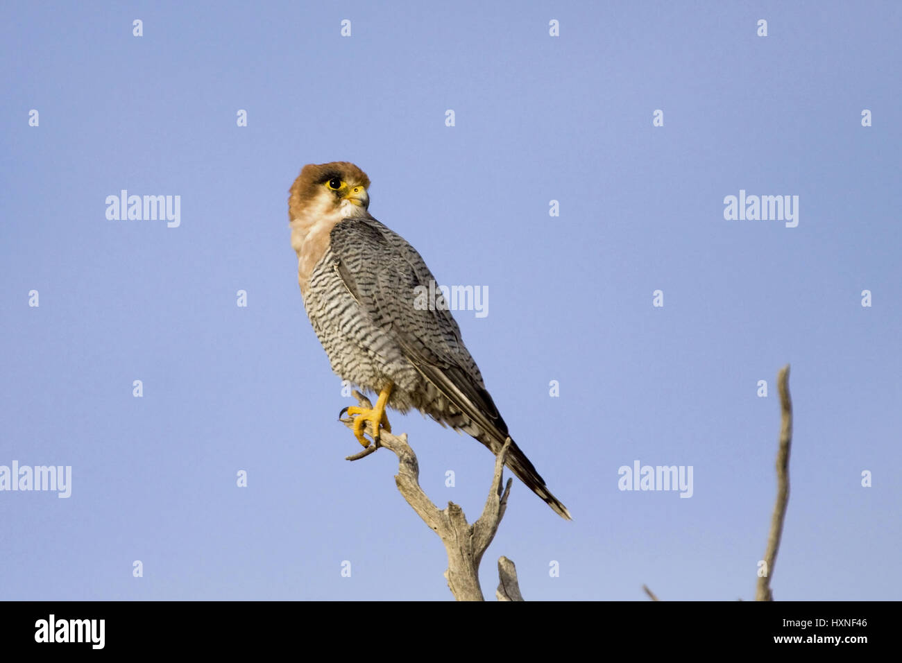 Red headed falcon hi-res stock photography and images - Alamy