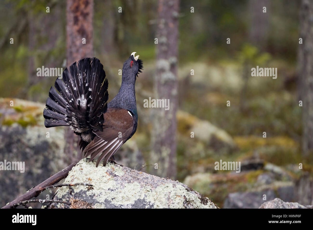 Capercaillie in summer, Auerhahn im Sommer Stock Photo - Alamy