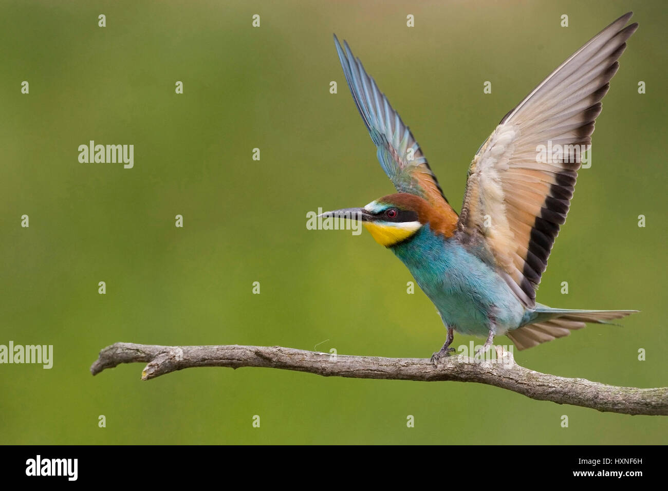 Animals, birds, bee eaters, European Bee-eater, (Merops apiaster ...
