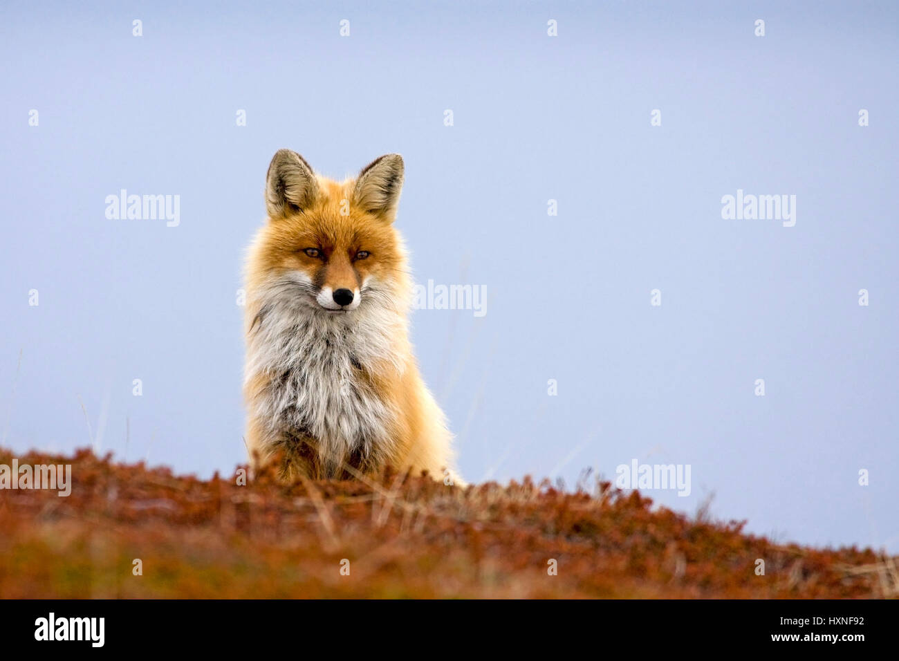 Red fox, Red fox terrier, Rotfuchs | Red Fox Stock Photo - Alamy
