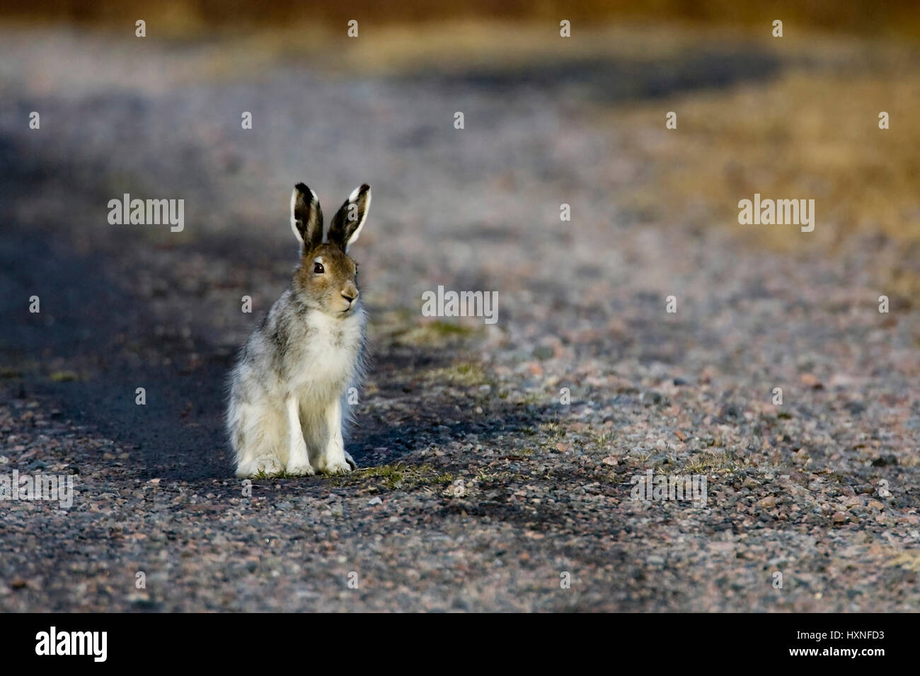 Rammler hi-res stock photography and images - Alamy