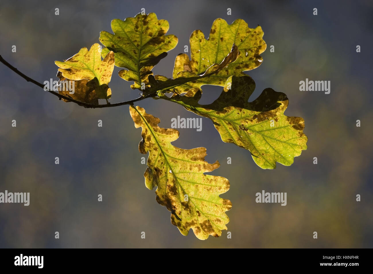 Eichenblatt High Resolution Stock Photography and Images - Alamy