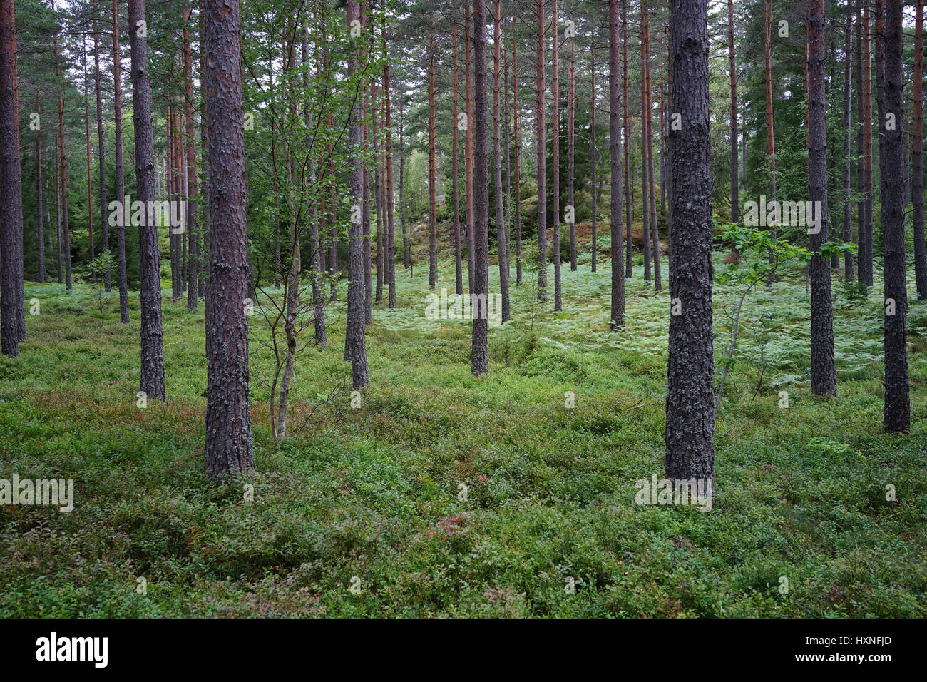 Nadelwald High Resolution Stock Photography and Images - Alamy