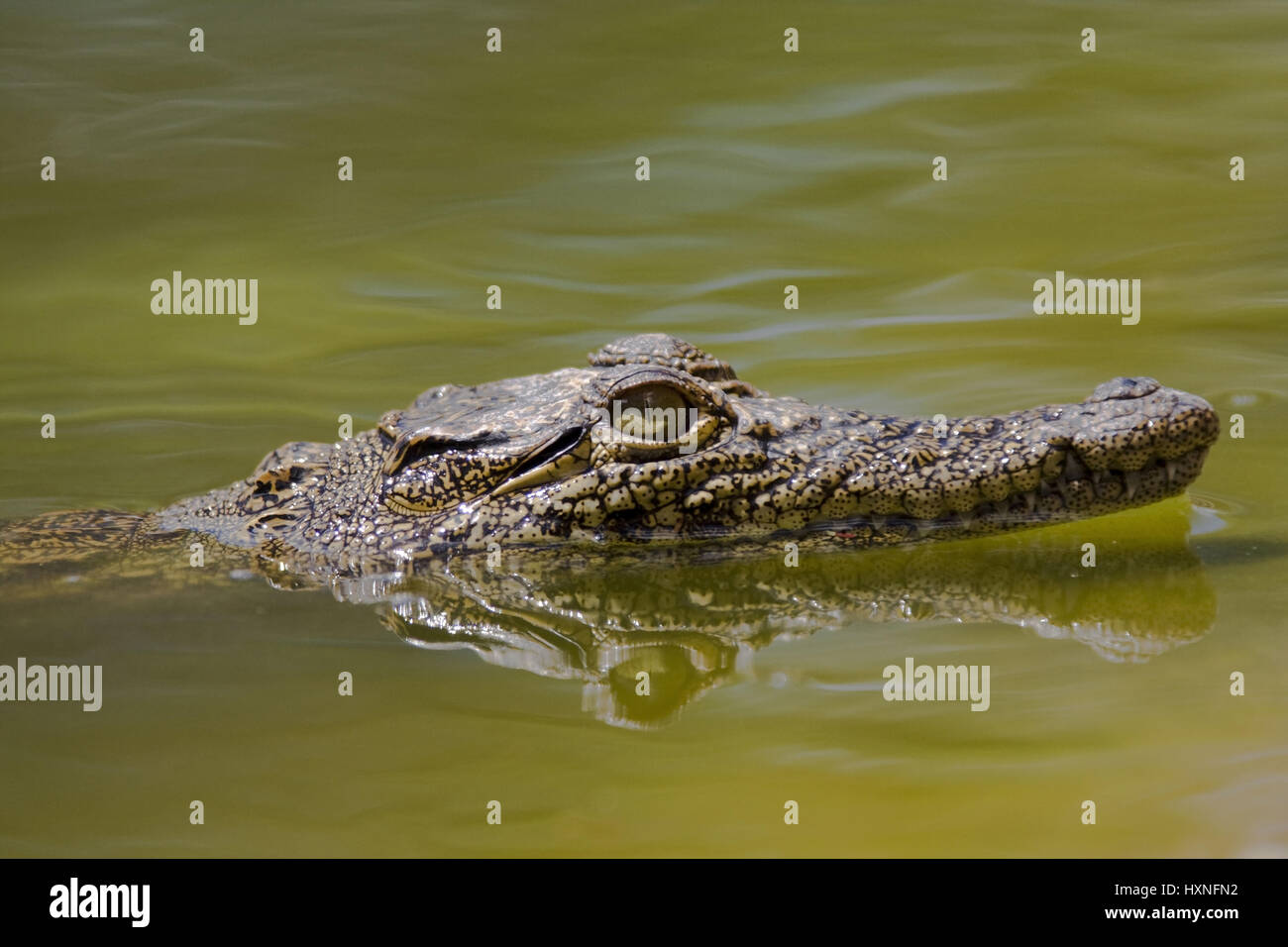 Nilkrokodil crocodylus niloticus hi-res stock photography and images ...