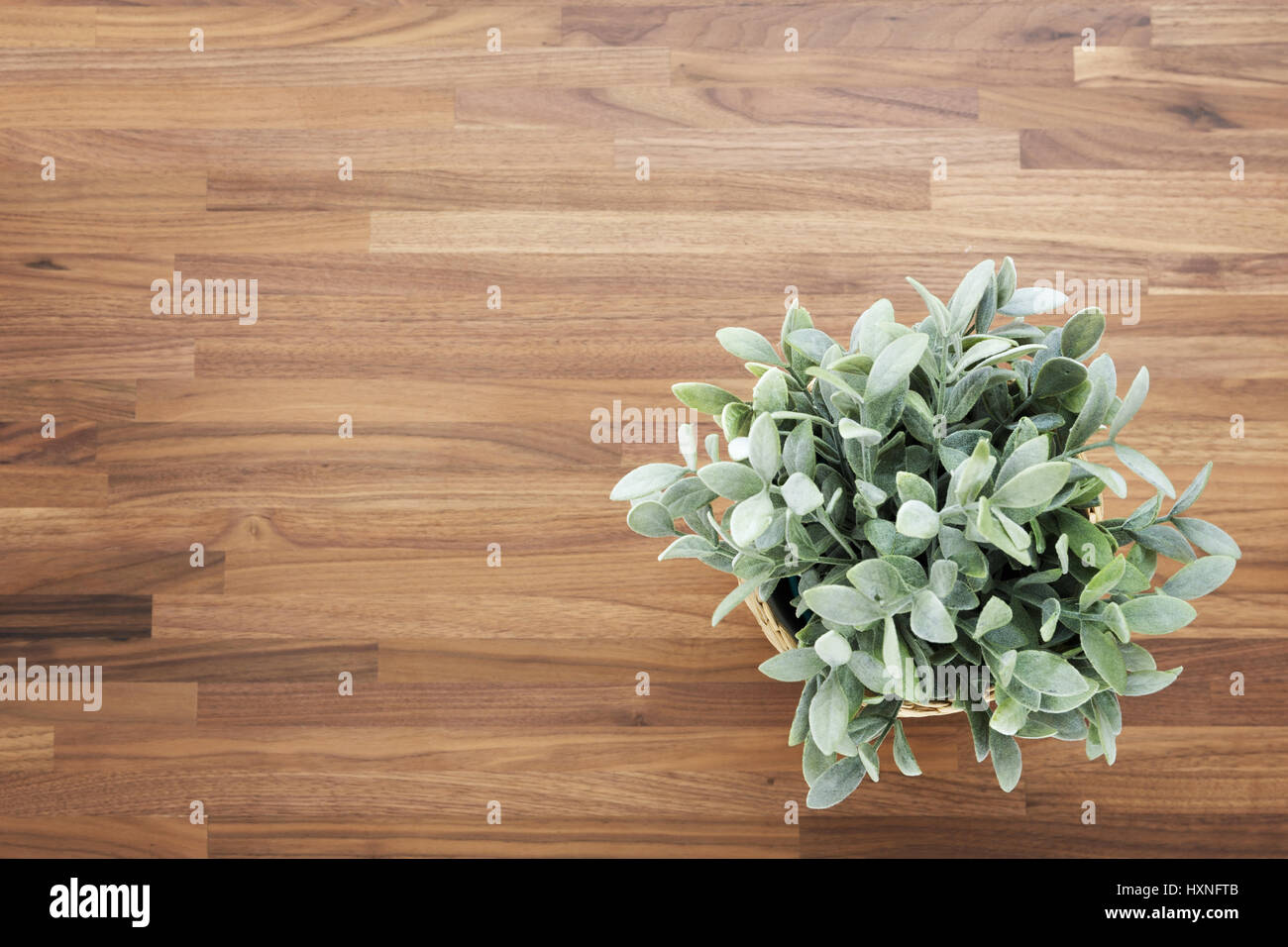 Wooden office desk background with artificial green plant Stock Photo ...