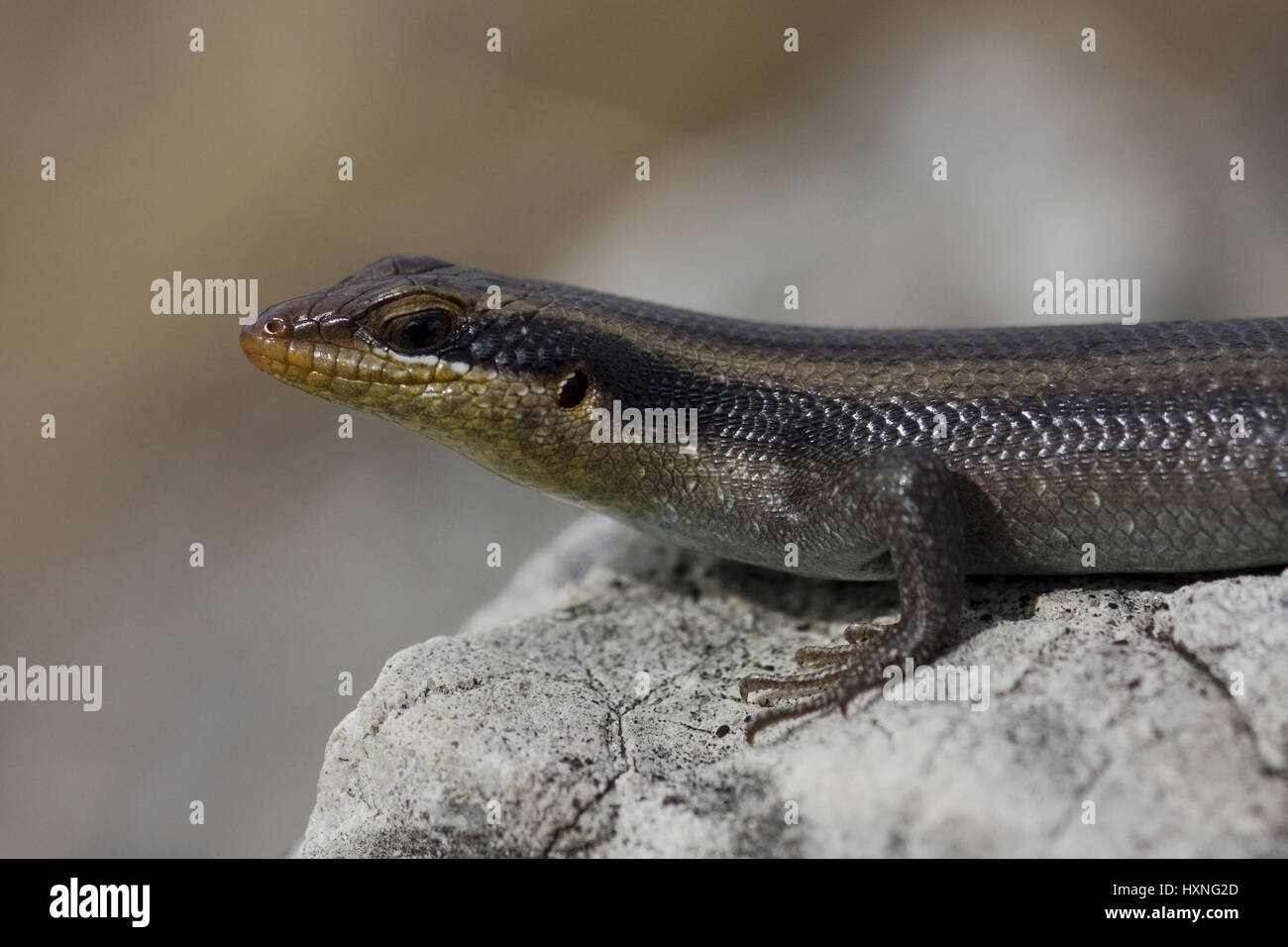 Streifenskink, Mabuya striata - Striped Skink, Streifenskink | Mabuya ...