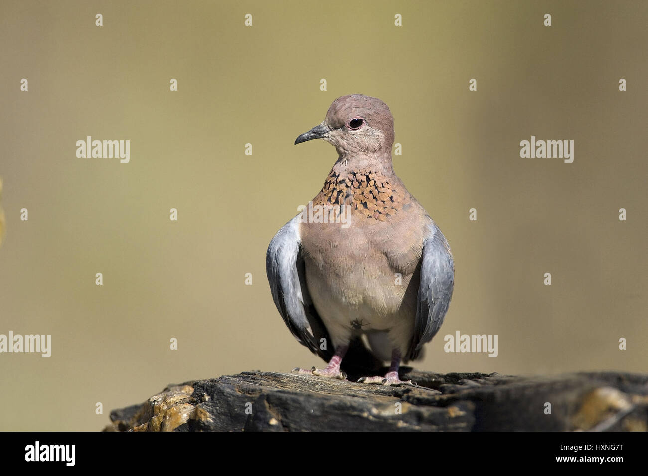 Senegal pigeon, Streptopelia senegalensis - Laughing Dove, Senegaltaube ...