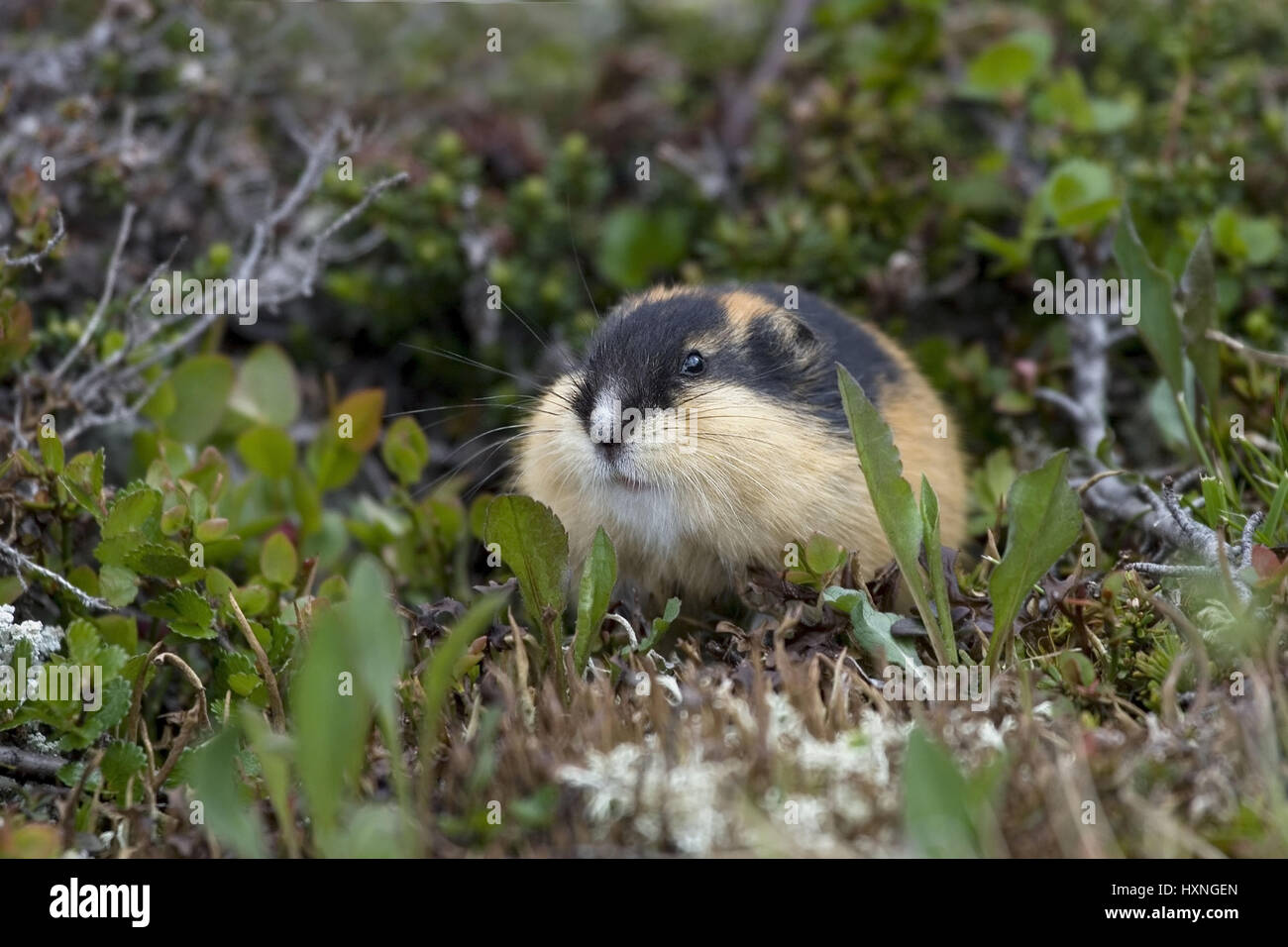 Lemming in his living space. Norway, Lemming in seinem Lebensraum ...