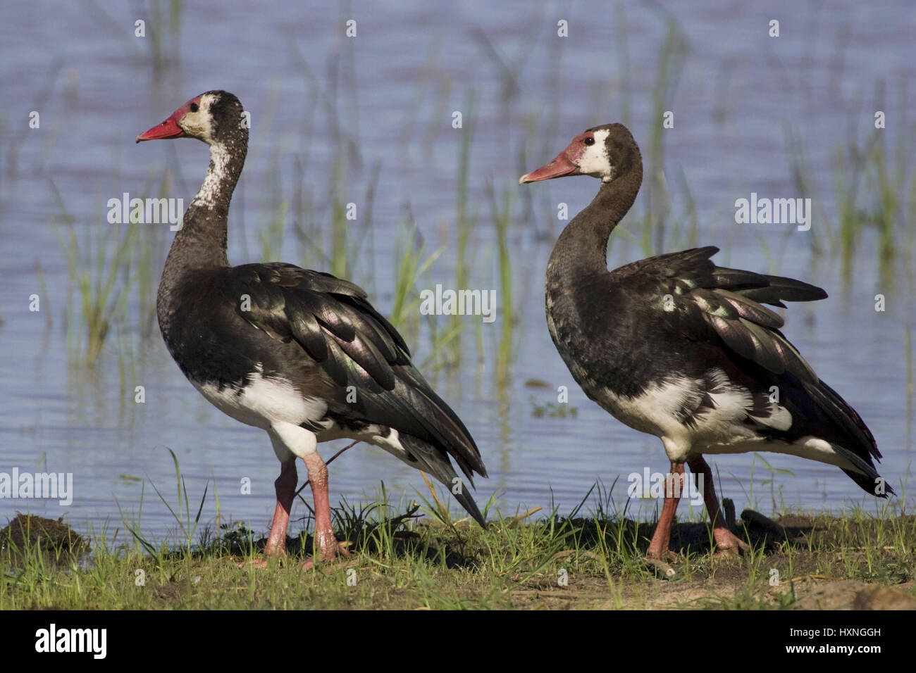 Spur goose, lectropterus gambensis - track winged Goose, Sporngans ...