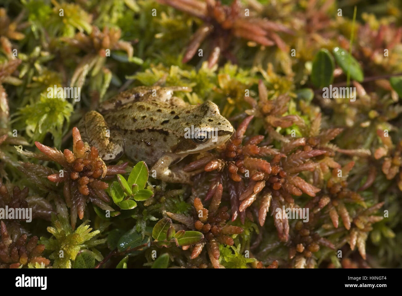 Sumpflanschaft hi-res stock photography and images - Alamy