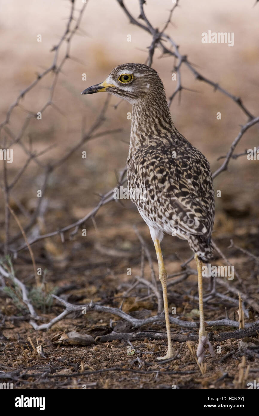Kaptriel, Burhinus capensis - cape Dikkop, Kaptriel | Burhinus capensis ...