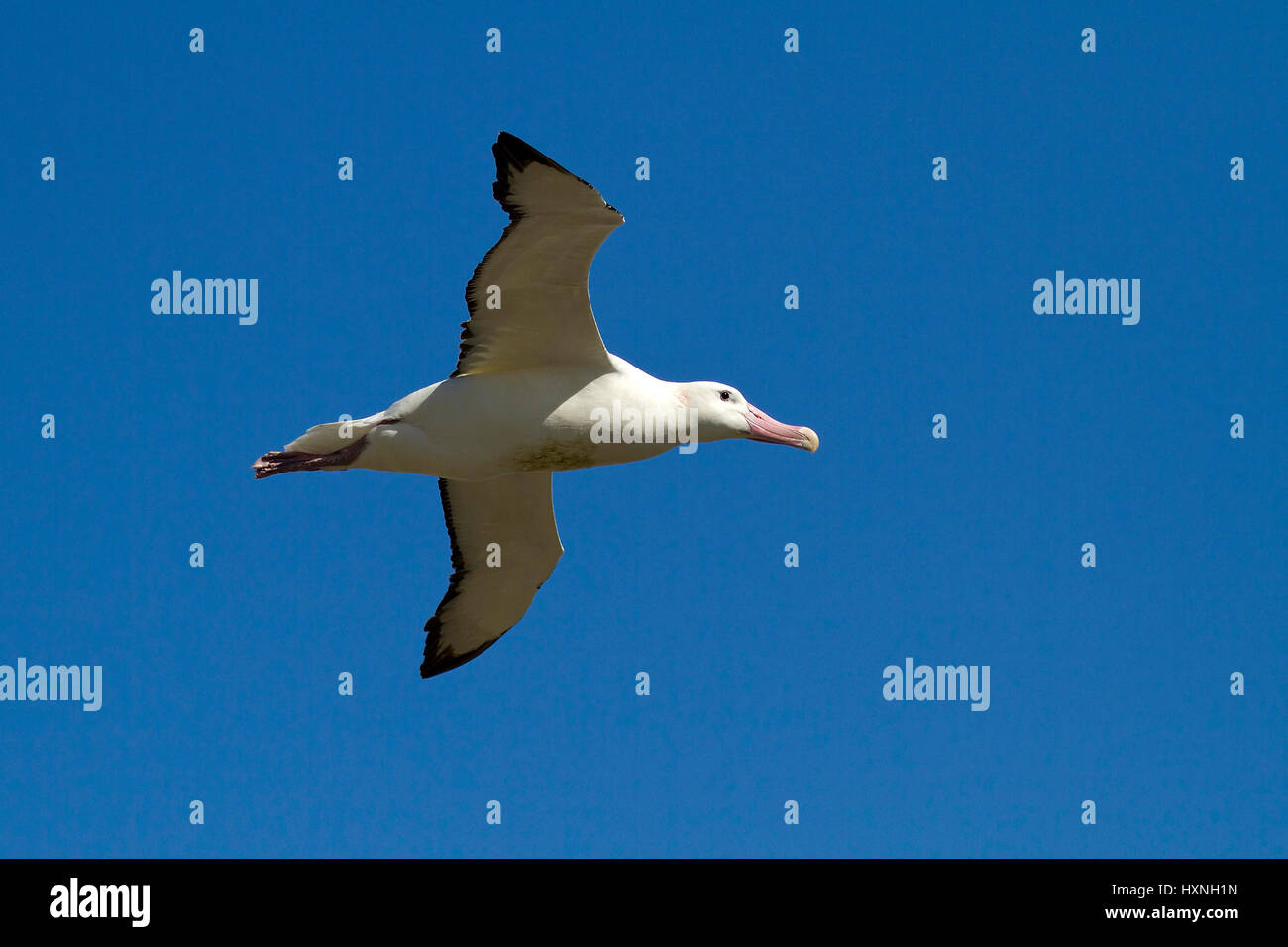 Travelling albatross, Wanderalbatros Stock Photo - Alamy