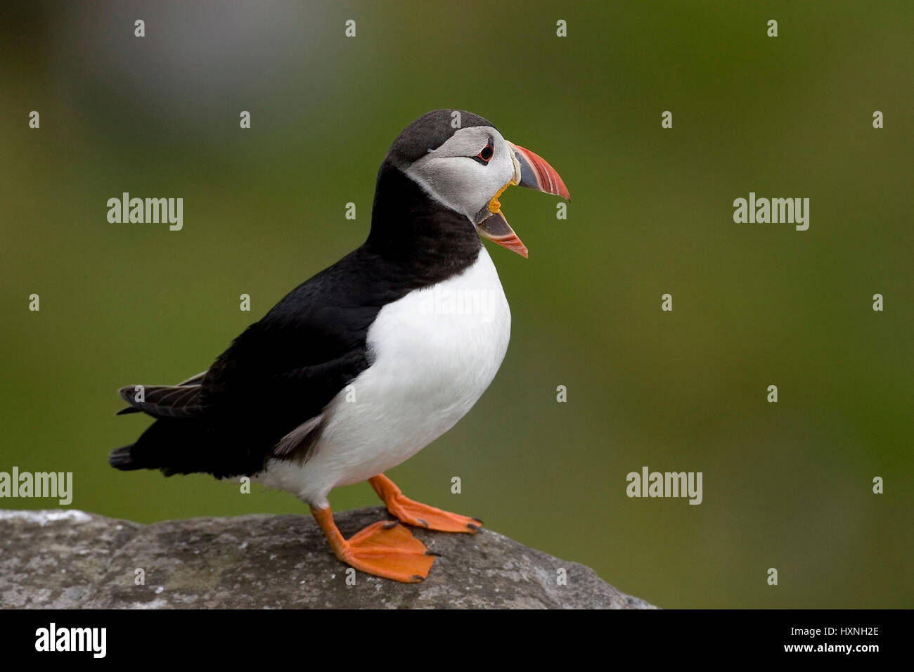 Parrot yawning hi-res stock photography and images - Alamy