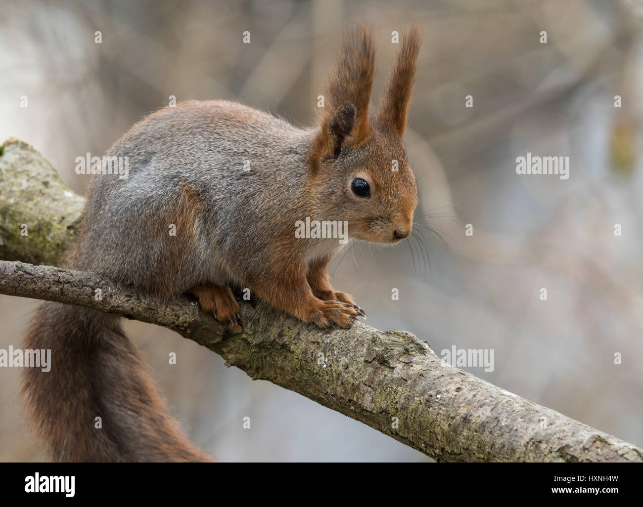 Squirrel norway hi-res stock photography and images - Alamy