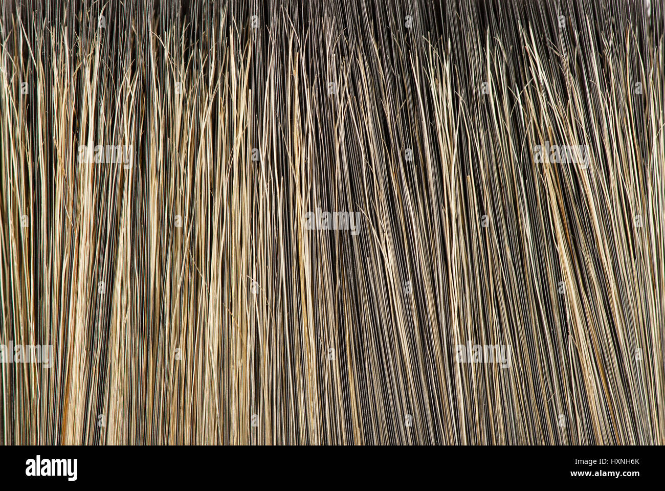Macro texture of the fur Stock Photo - Alamy