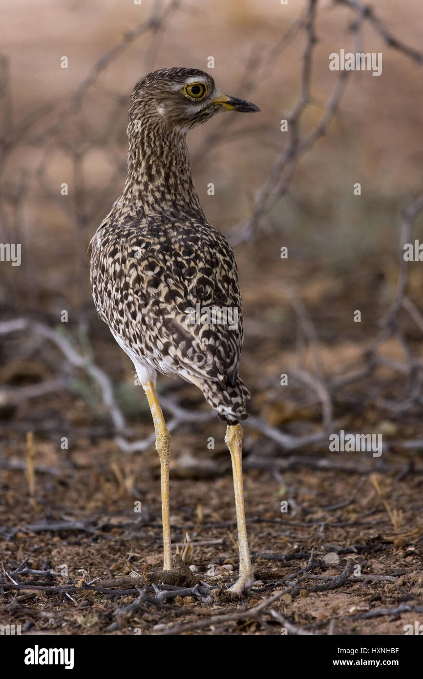 Kaptriel, Burhinus capensis - cape Dikkop, Kaptriel | Burhinus capensis ...