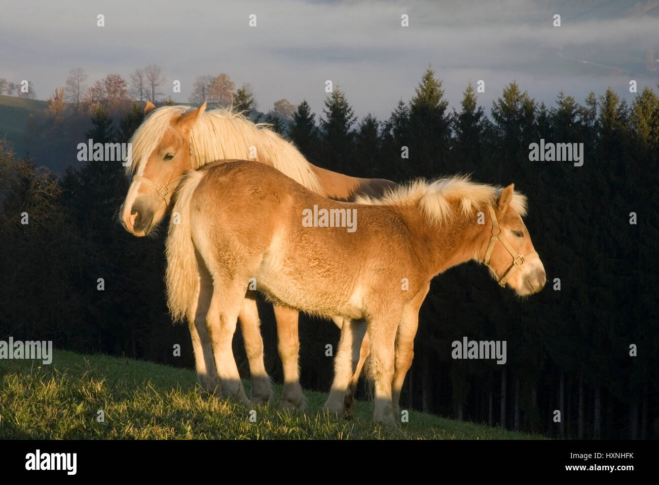 Haflinger mare with foal in the first morning light. Maria Neustift O ...