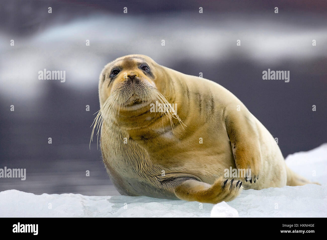 Beard seal, Bartrobbe Stock Photo - Alamy