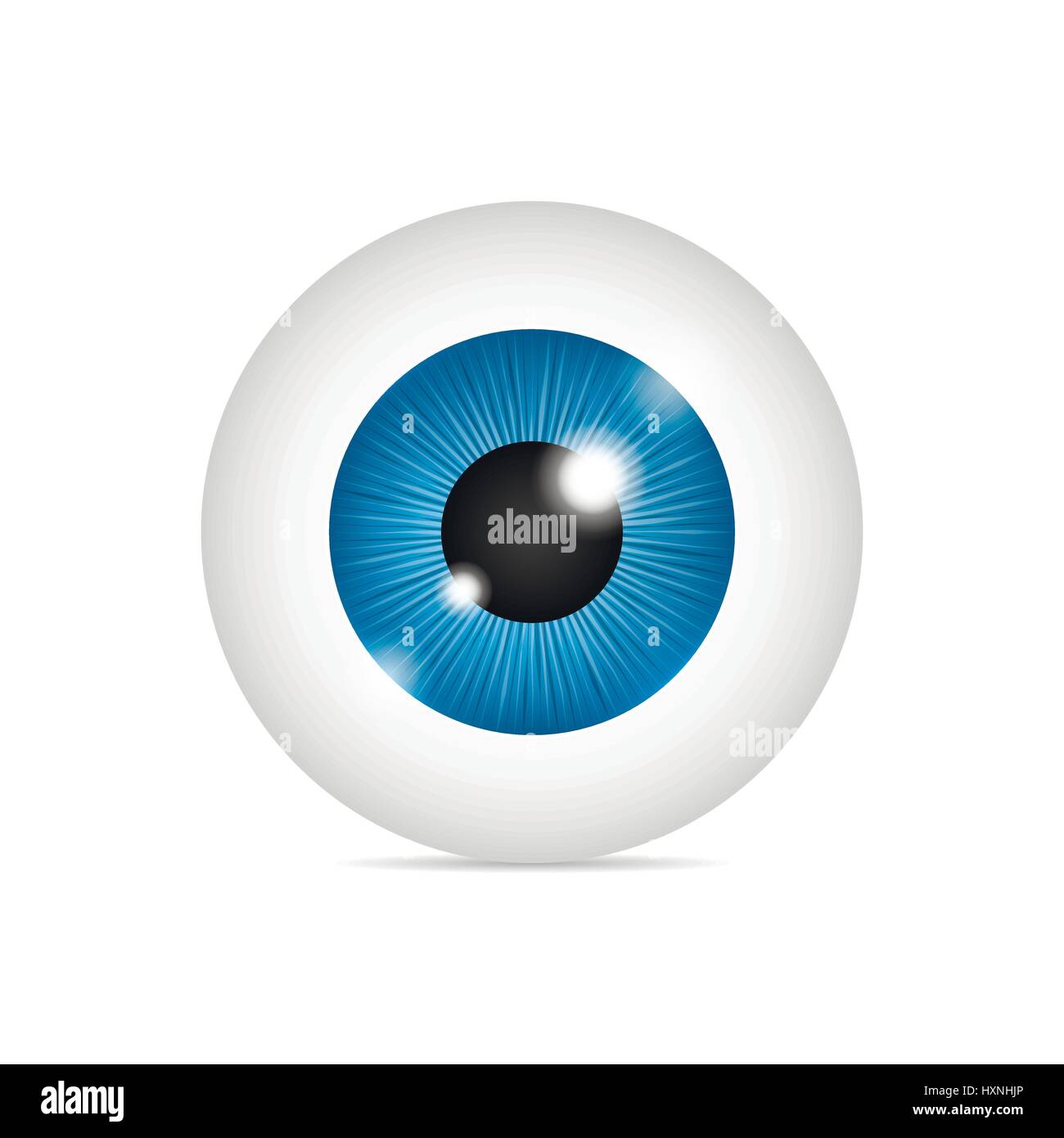 Eyeball Anatomy Stock Photos & Eyeball Anatomy Stock Images - Alamy