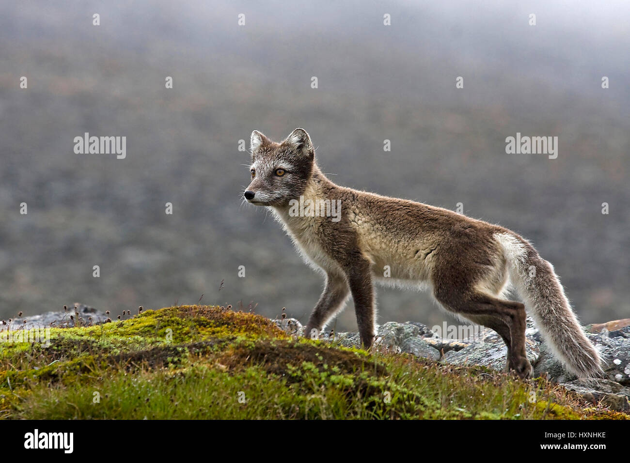 Ice fox in the summer hair verhofft - polar fox terrier, Eisfuchs im ...