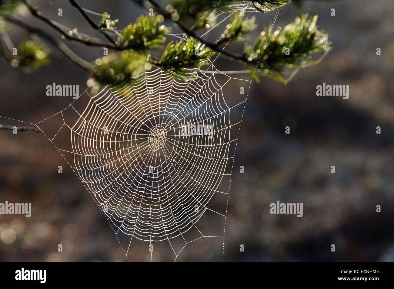 Spider net, Spider web, Spinnennetz | Spider Web Stock Photo - Alamy
