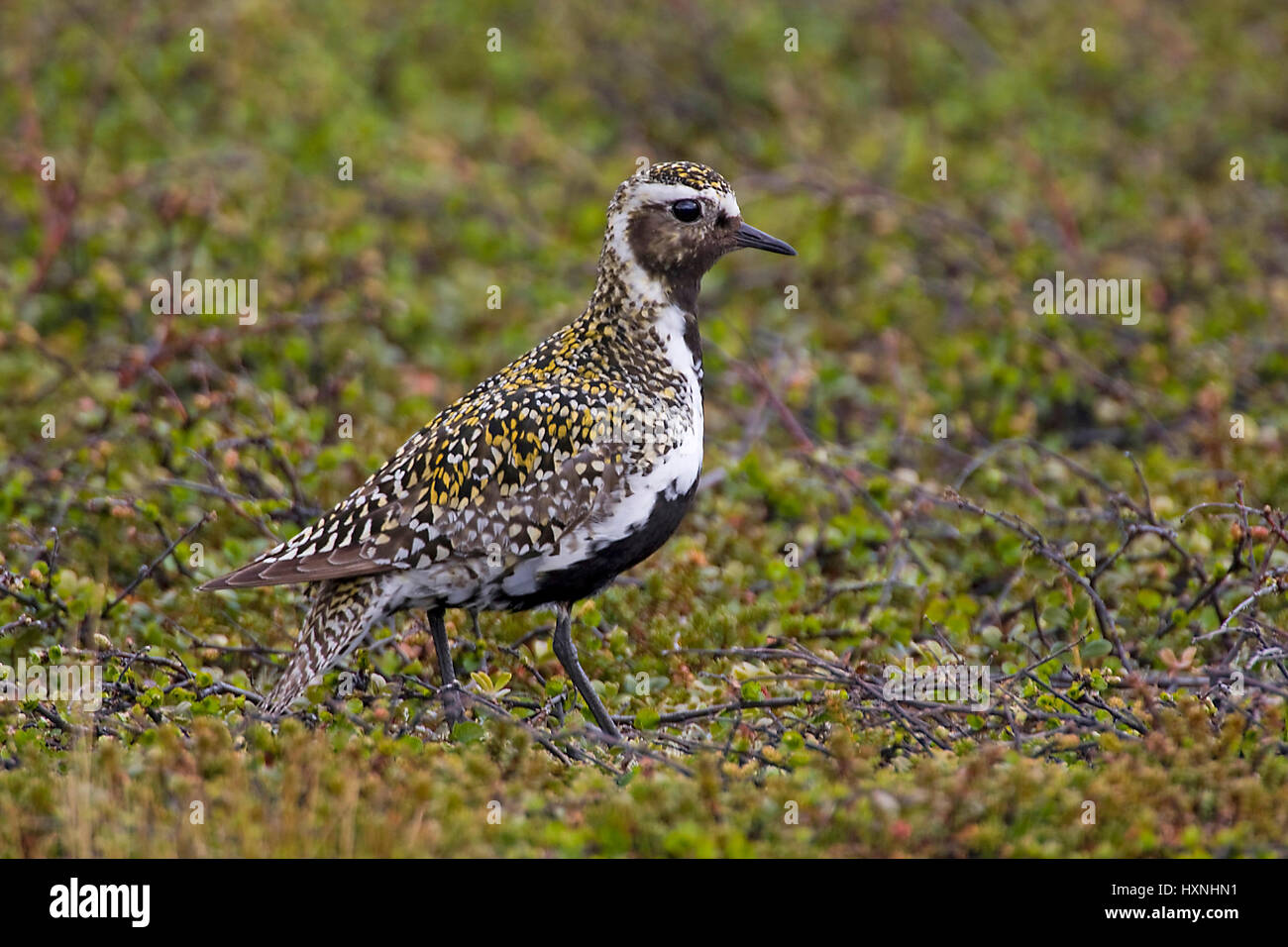 Laburnum piper, European Golden Plover, Goldregenpfeifer | European ...