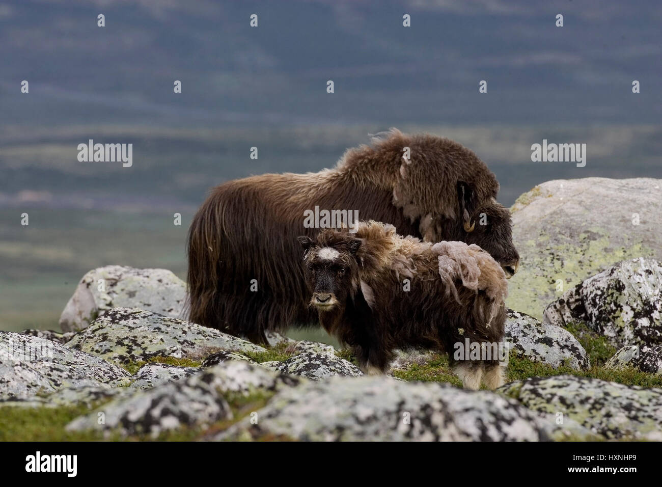 Musk oxen cow with calf. Norway, Moschusochsen Kuh mit Kalb . Norwegen ...
