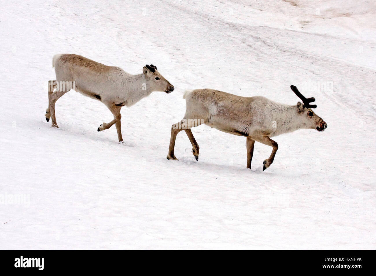 Wilde tier hi-res stock photography and images - Alamy