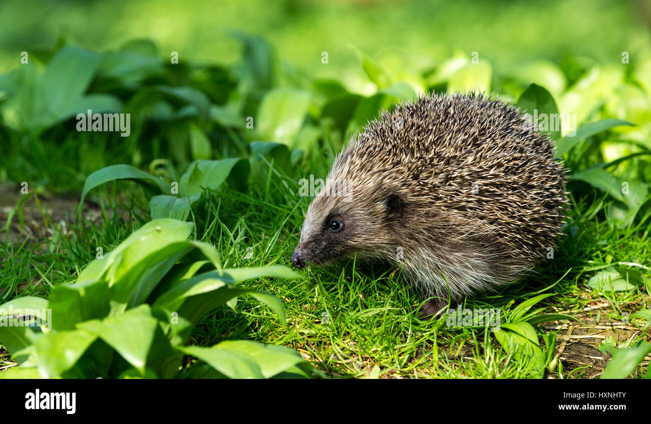 Hedgehogs in gardens hi-res stock photography and images - Alamy