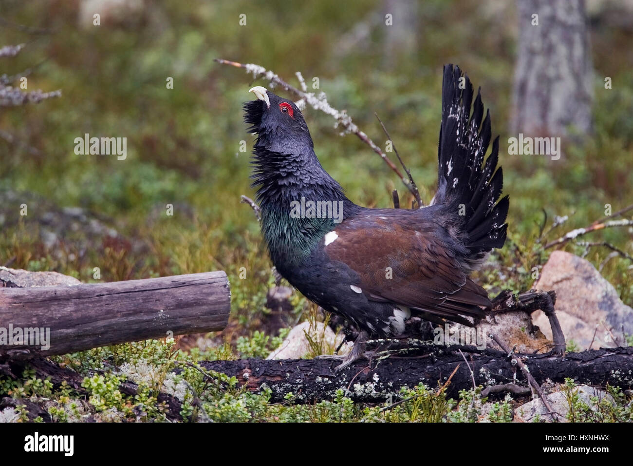 Capercaillie in summer, Auerhahn im Sommer Stock Photo - Alamy
