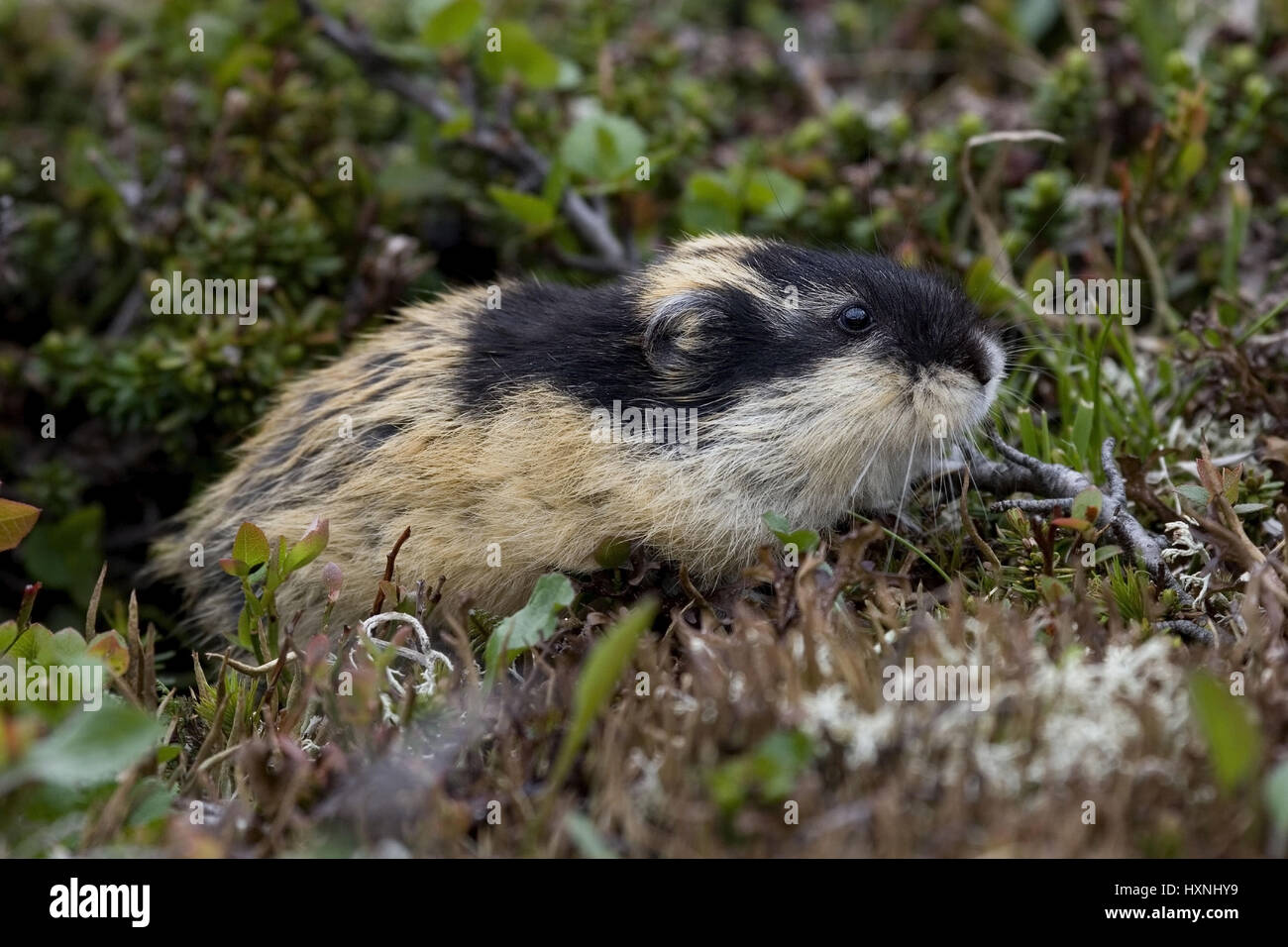 Lemming hi-res stock photography and images - Alamy