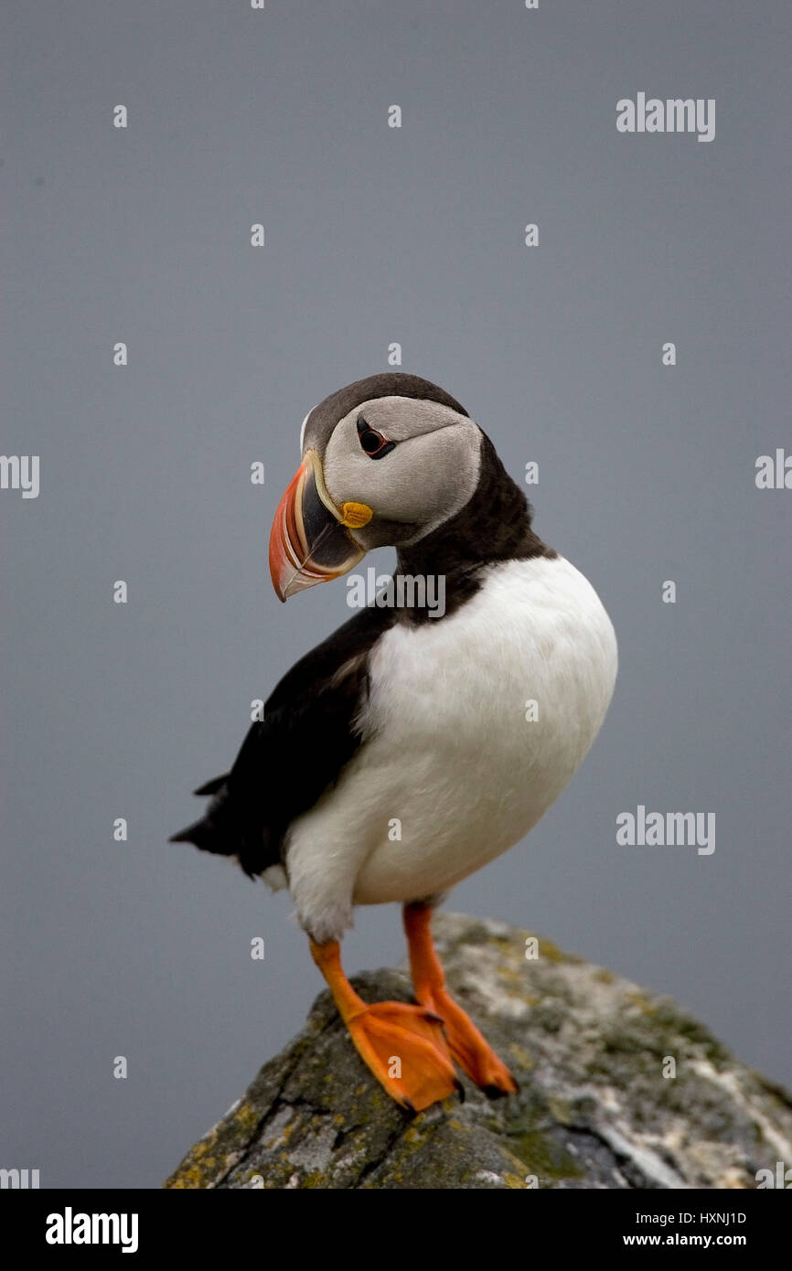 Parrot diver verhoffennd on his resting place. Norway, Papageitaucher ...