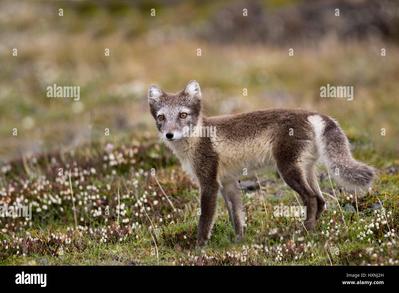 Ice fox in the summer hair verhofft - polar fox terrier, Eisfuchs im ...
