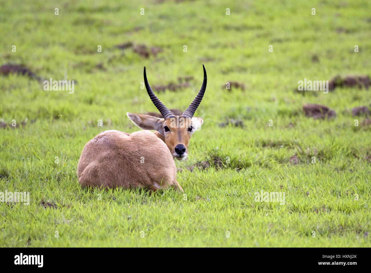 Reeds goat, Redunca arundinum - Reed Buck, Riedbock | Redunca arundinum ...