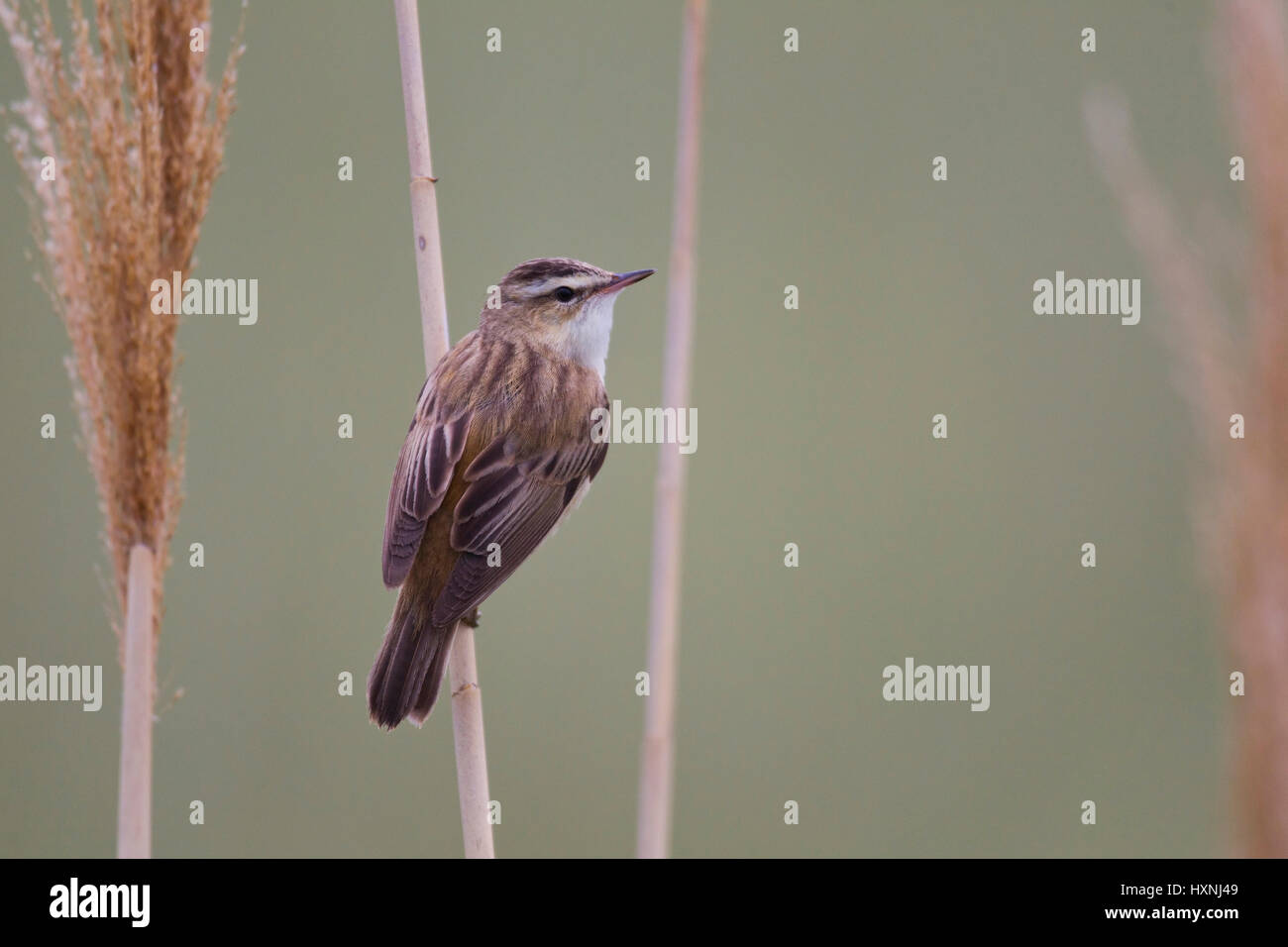 Reed singer hi-res stock photography and images - Alamy