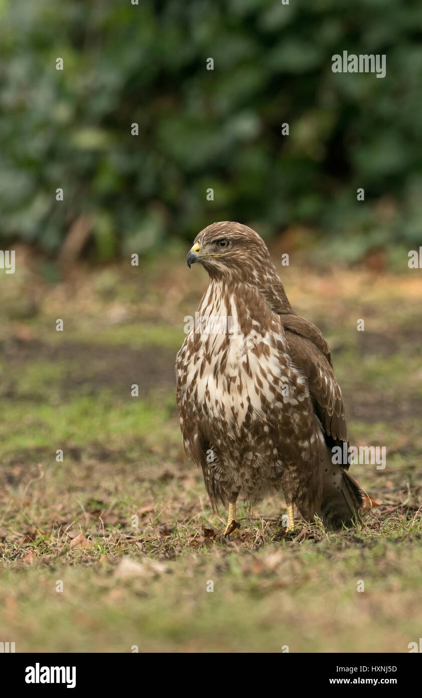 Portrait of common buzzard sat on ground hi-res stock photography and ...