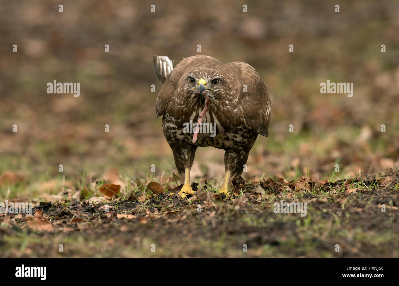 Buzzard with worm Stock Photo - Alamy