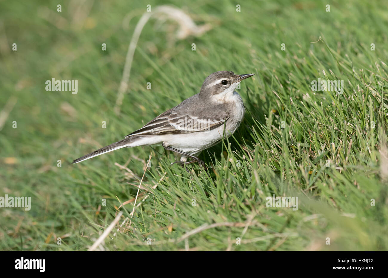 Rare wagtail hi-res stock photography and images - Alamy
