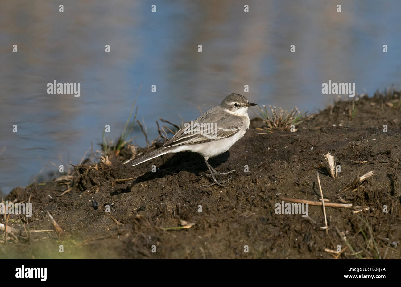 Eastern Yellow Wagtail High Resolution Stock Photography and Images - Alamy