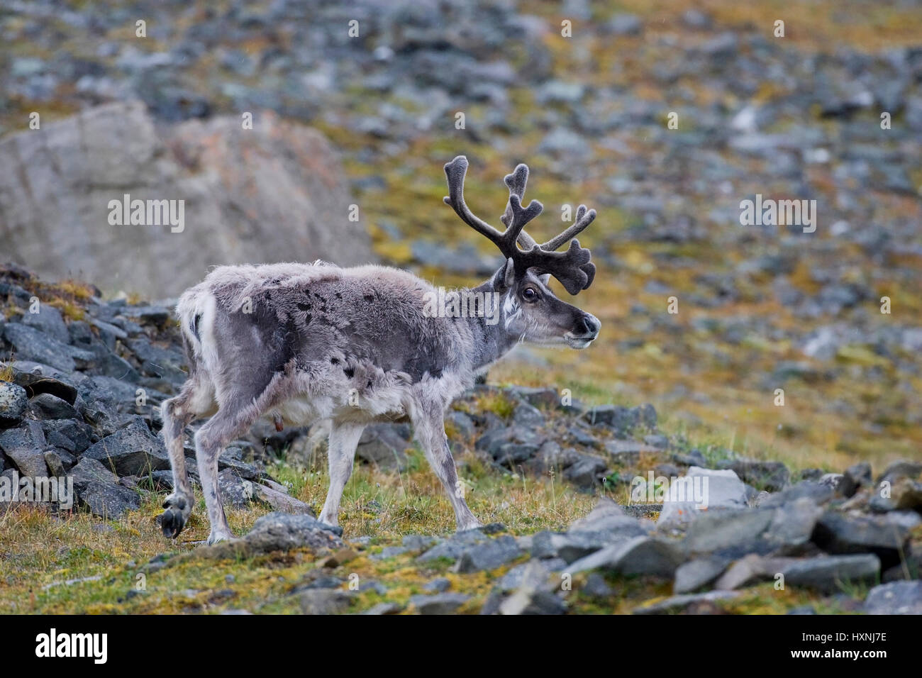 Wild reindeer in the phloem antlers and winter hair, game Ren deer ...