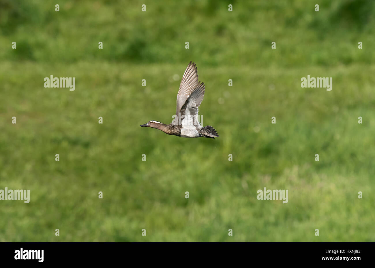 Male Garganey in flight Stock Photo - Alamy