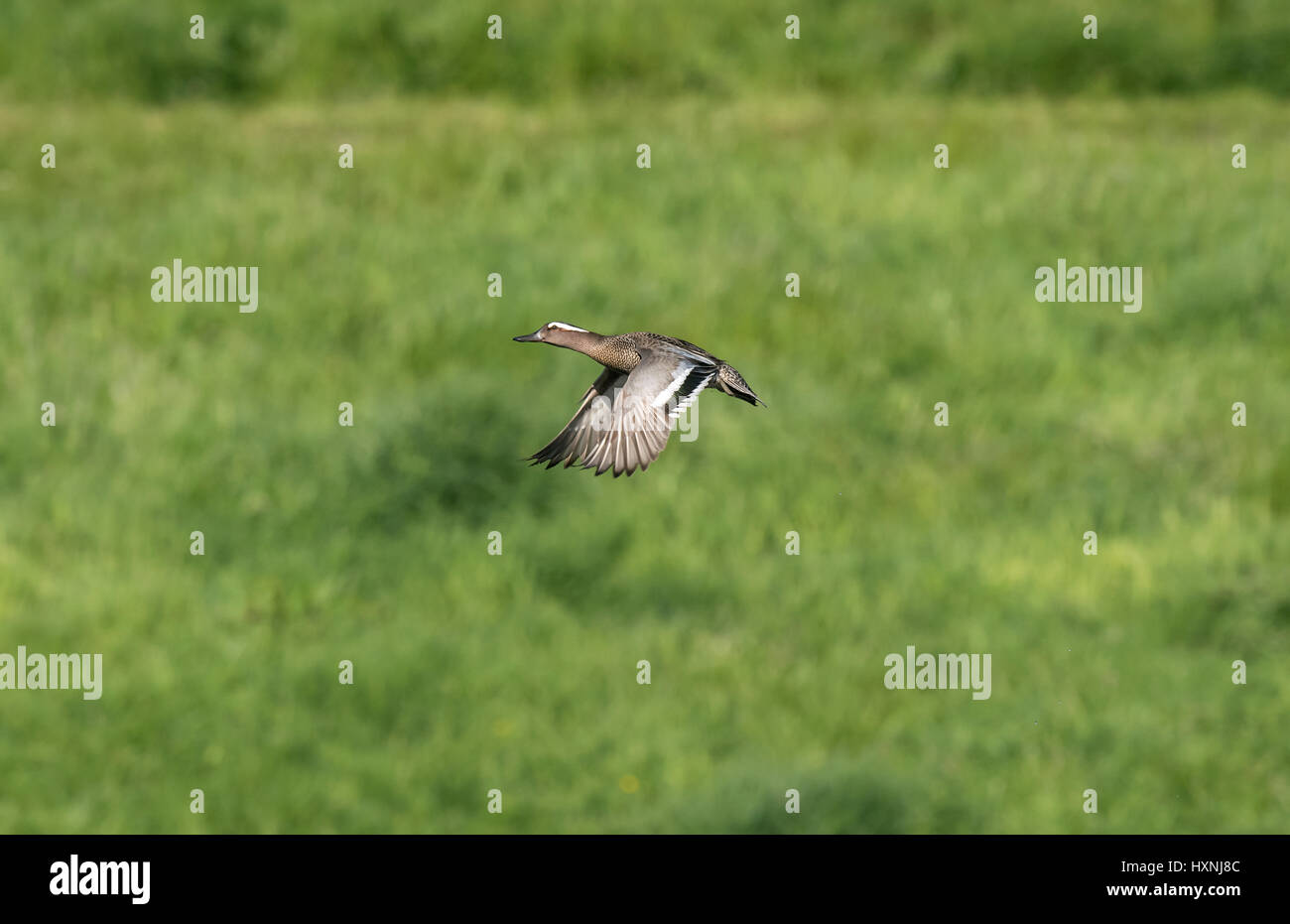 Male Garganey in flight Stock Photo - Alamy