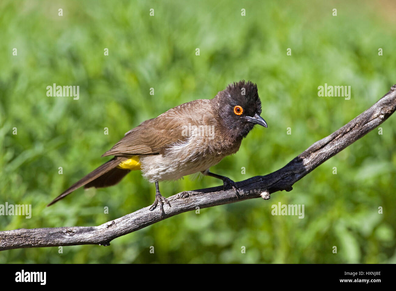Maskenbuelbuel, Pycnonotus nigricans - Red eyed Bulbul, Maskenbuelbuel ...