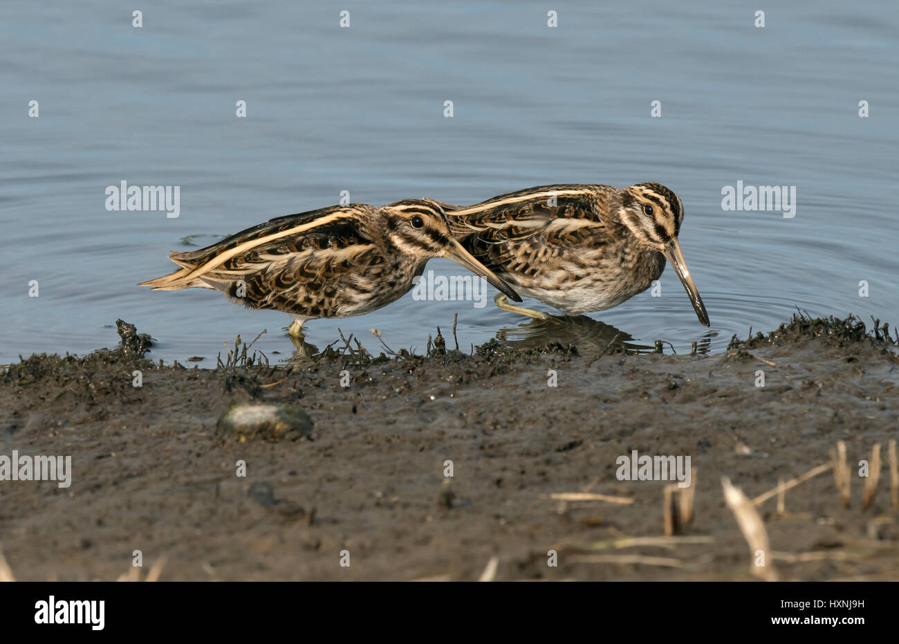 Two jack snipe together hi-res stock photography and images - Alamy