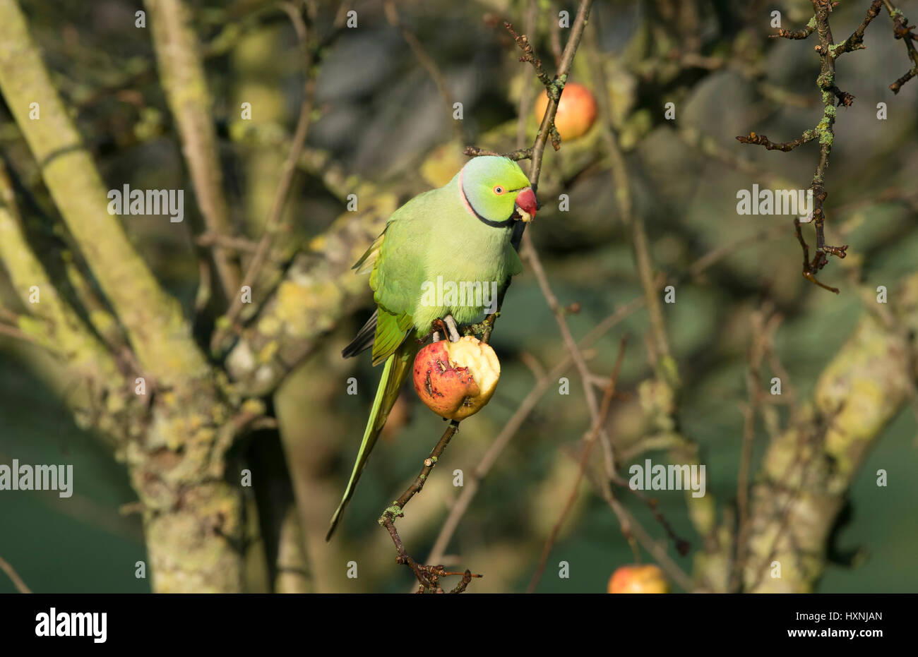 Parrot eating apple hi-res stock photography and images - Alamy