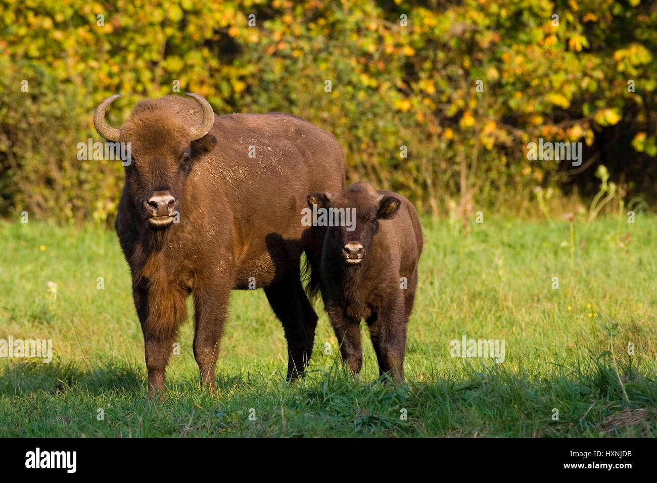 Bison cow with calf, Masuria, Pole, Wisent Kuh mit Kalb, Masuren, Polen ...