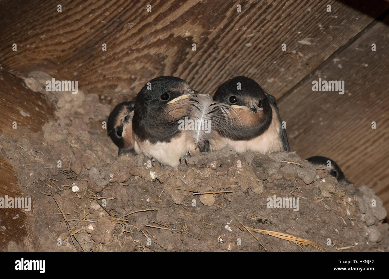 Young Swallows in nest with feather Stock Photo - Alamy