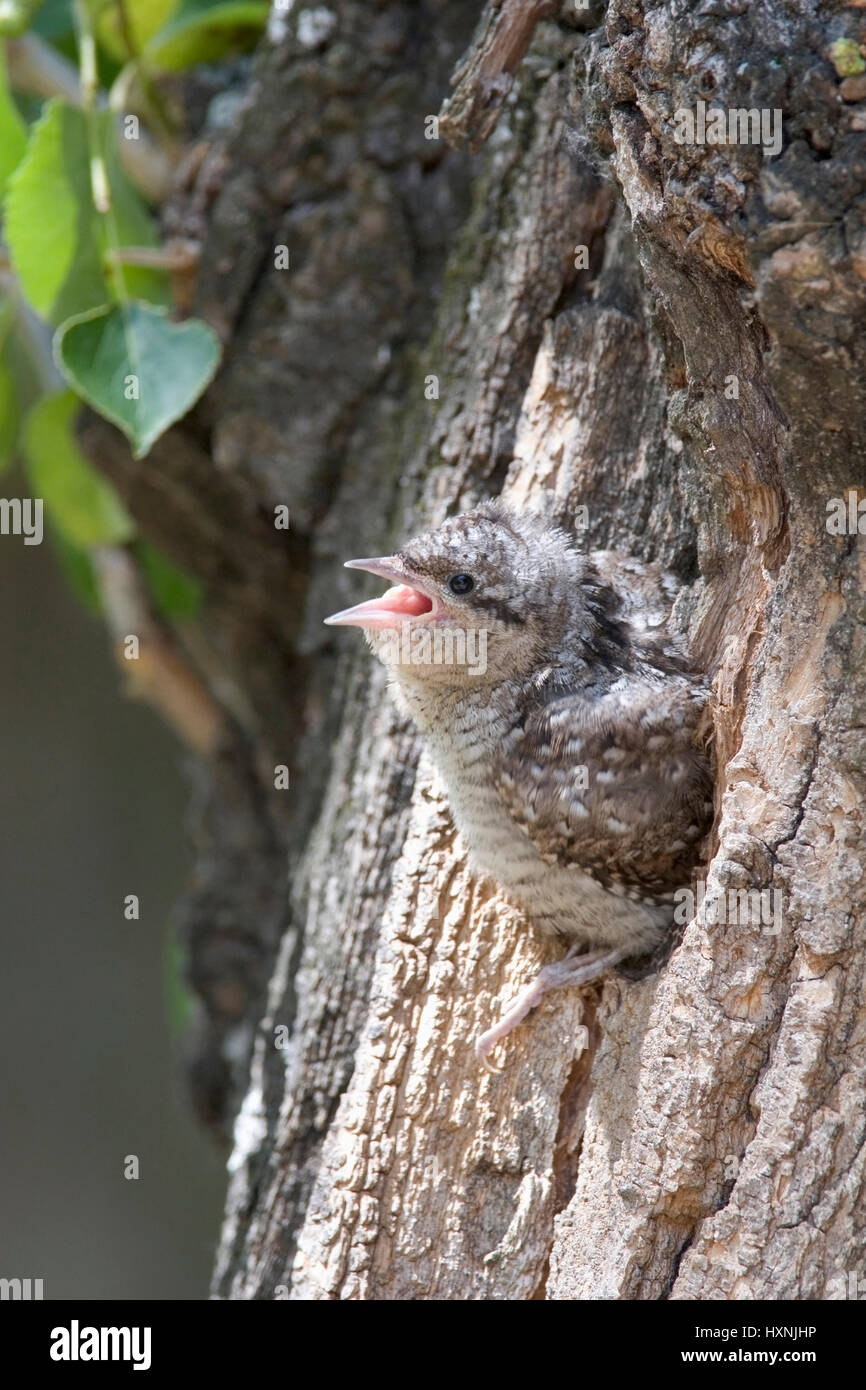 Young bird begging at the cave entrance, NP sea corner Burgenland ...