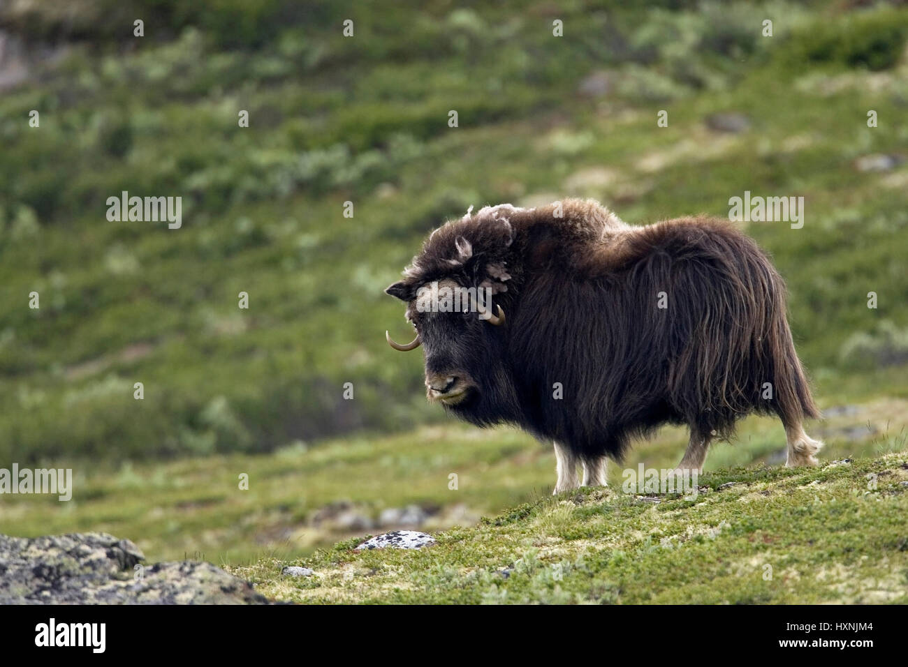 Musk oxen cow protecting. Norway, Moschusochsen Kuh sichernd. Norwegen ...